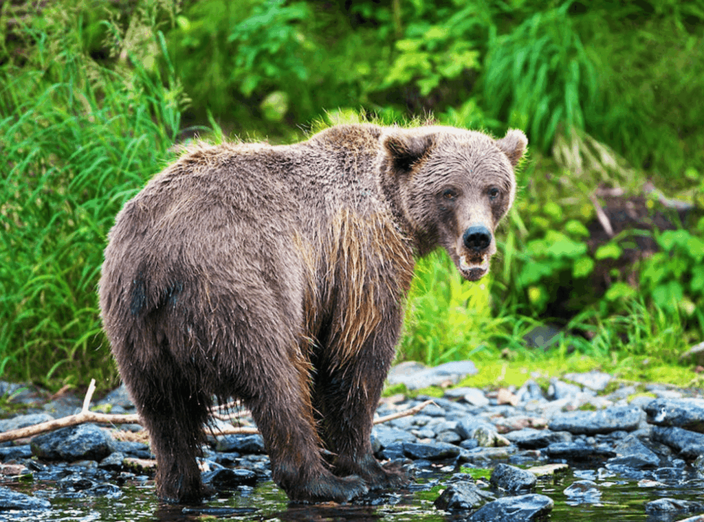 Seward to Anchorage Private Sightseeing Tour | Moose Pass Adventures